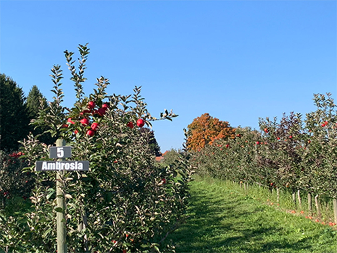 Sustainability and food safety at the core of Archibald’s Orchard | The ...